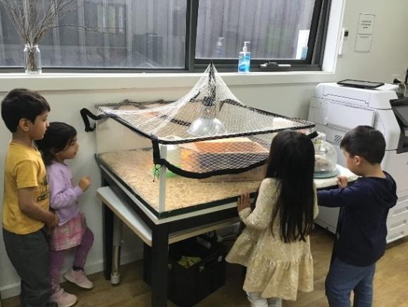 Henny Penny Chicken Hatching Program - Hoppers Crossing Montessori Centre